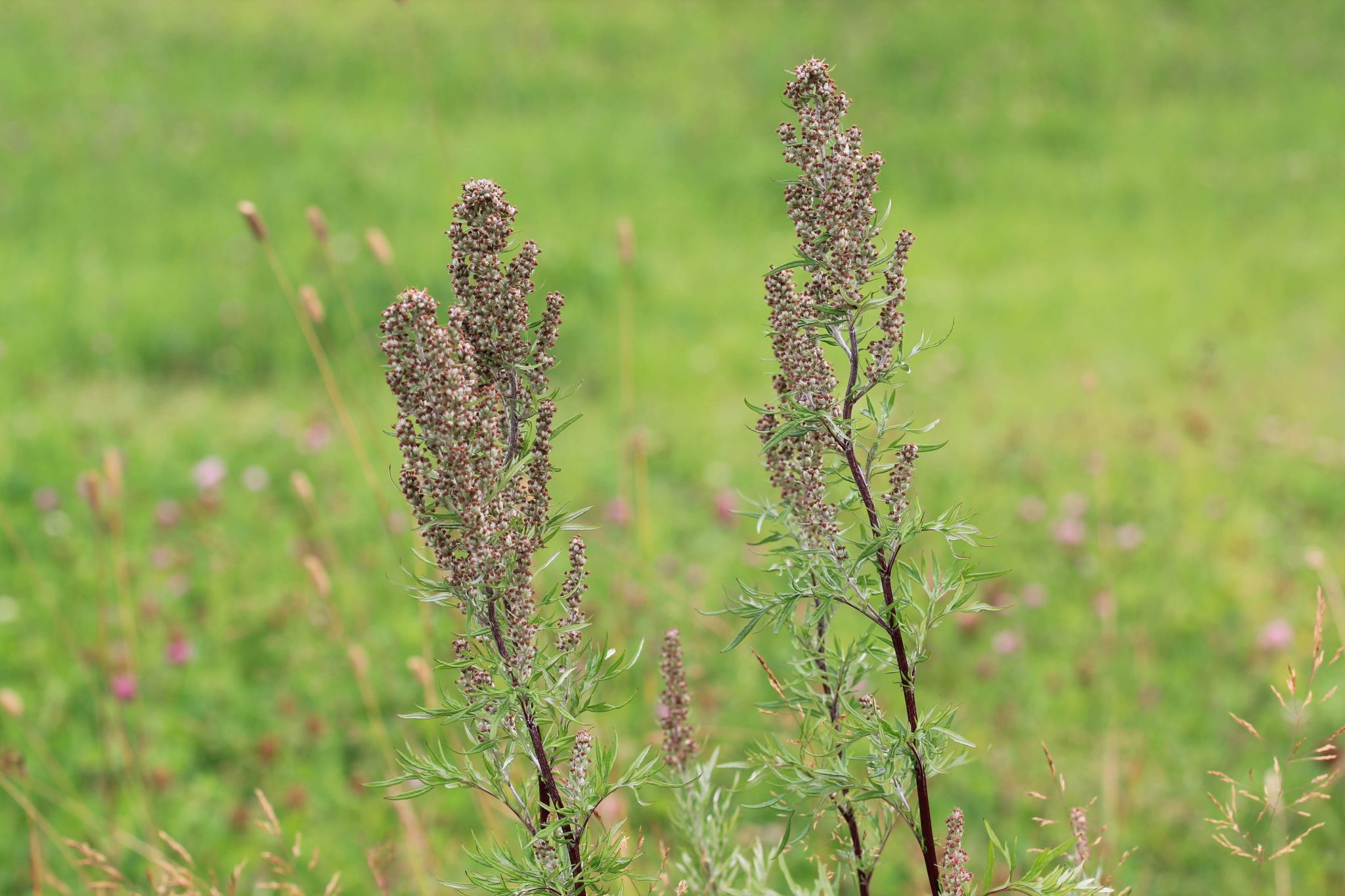 Burot - ikke til å (f)nyse av - Villnis