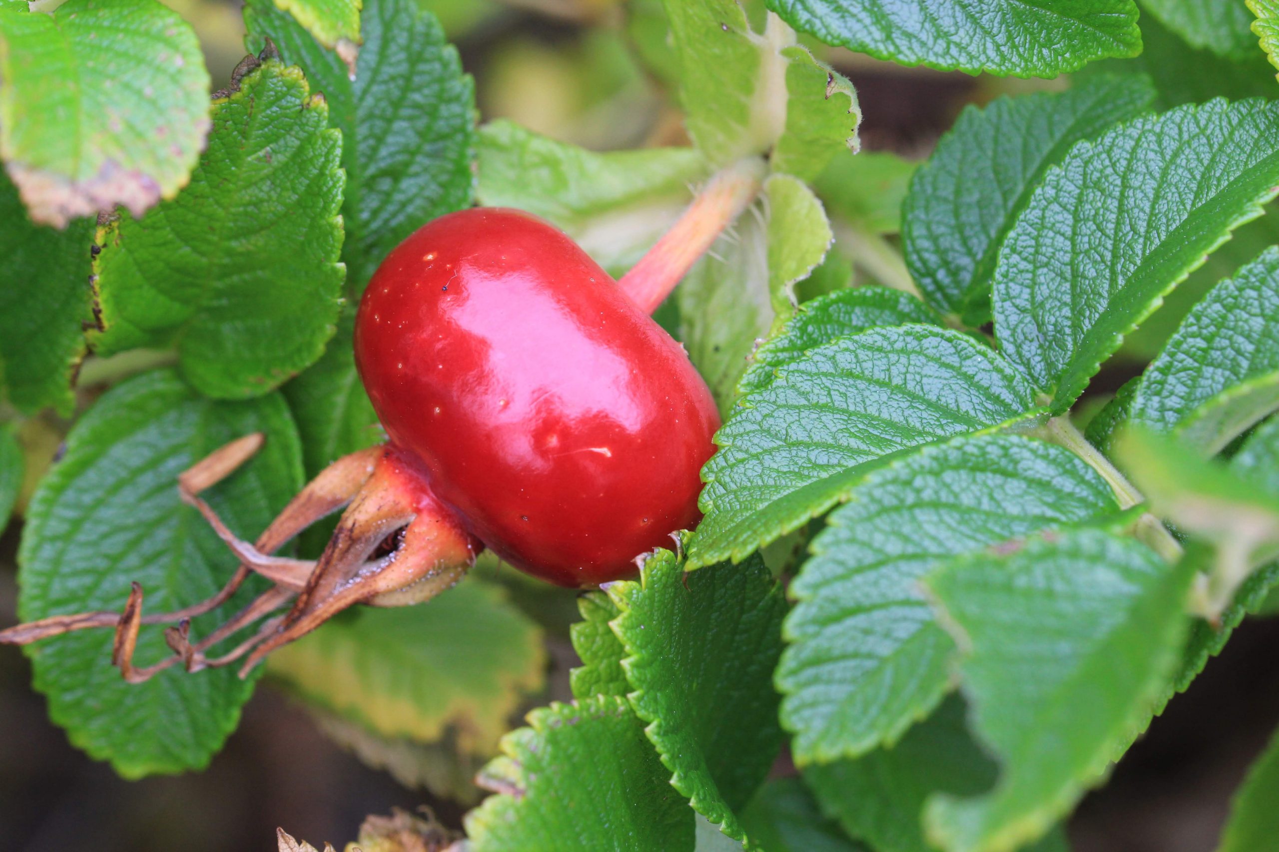 Tornet, hårete – og herlig - Villnis